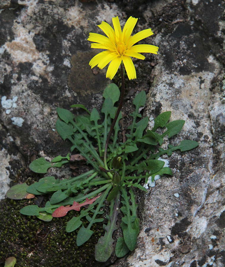 Hypochaeris robertia from Monte Albo, ~700m, Sardinia, Italy on May 6 ...