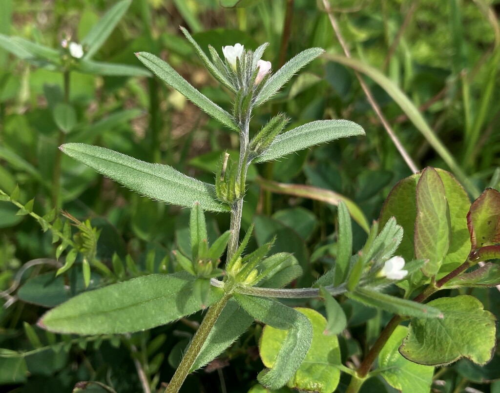 corn gromwell from Yellow Island, San Juan County, Washington, USA on ...