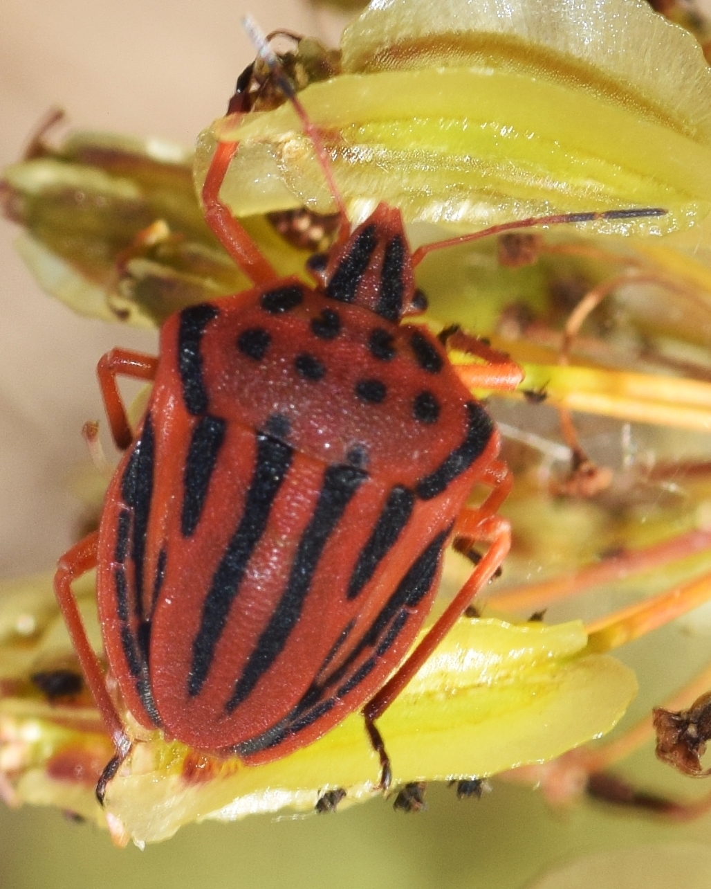 Graphosoma semipunctatum (Fabricius, 1775)
