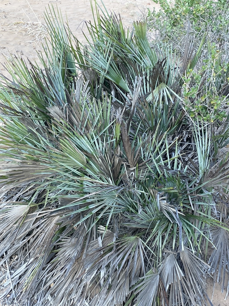 Mediterranean fan palm from Ounagha, Marrakesh-Safi, MA on May 3, 2023 ...