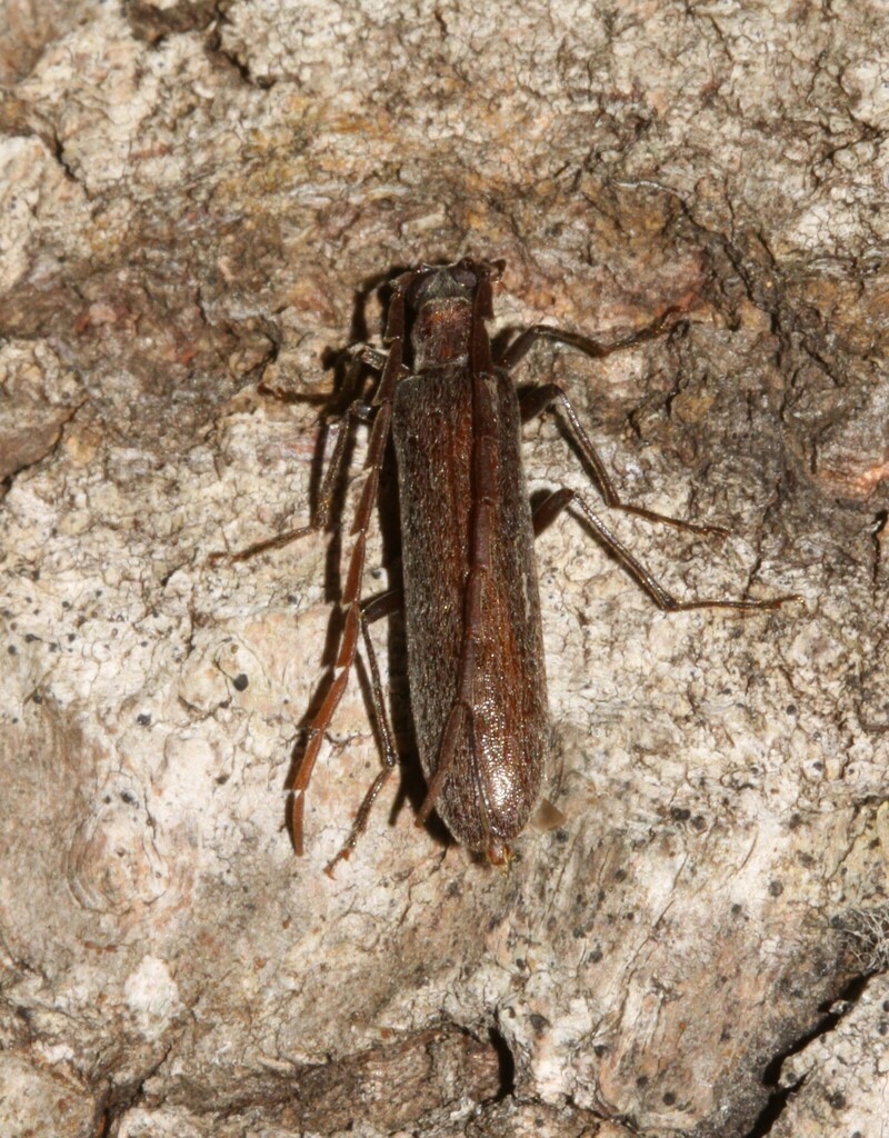Calopus angustus from Parc régionale de la rivière Métis on May 14 ...
