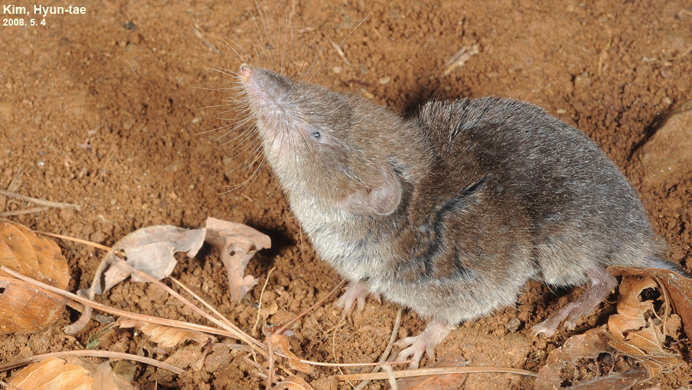 Ussuri Shrew (Crocidura lasiura) - Know Your Mammals