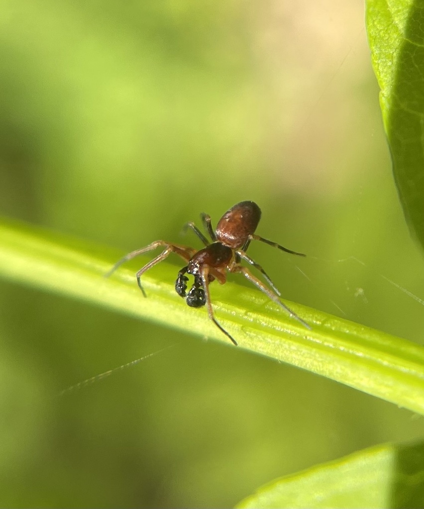 Meshweavers from Lakeshore Nature Preserve, Madison, WI, US on May 15 ...