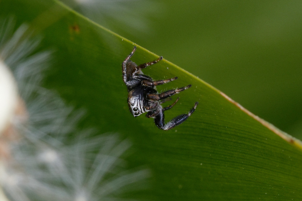 Evarcha arcuata in May 2023 by sylvester_k · iNaturalist