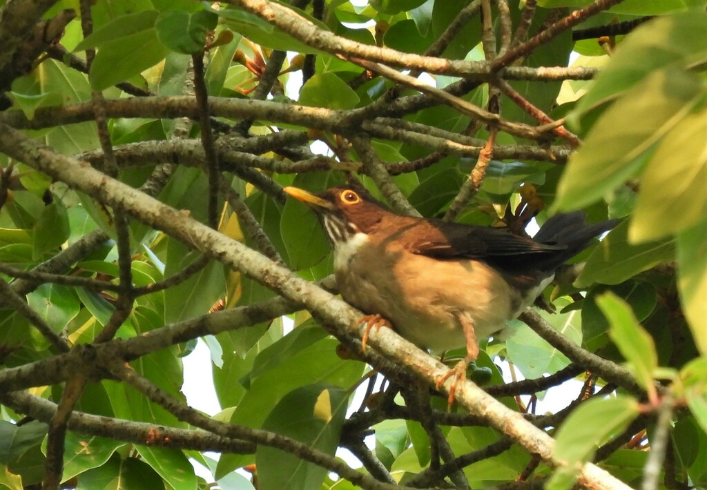 White-throated Thrush from Ocozocoautla de Espinosa, Chis., México on ...