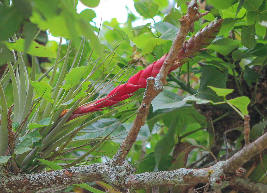 Tillandsia compressa from Belén Gualcho, Honduras on May 14, 2023 at 12 ...