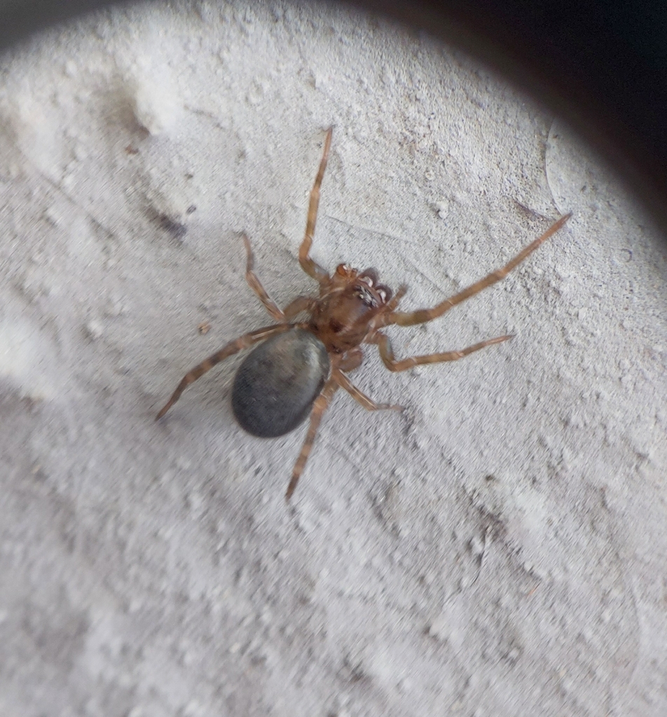 Entelegyne Spiders from Gösting, Graz, Austria on May 15, 2023 at 05:13 ...