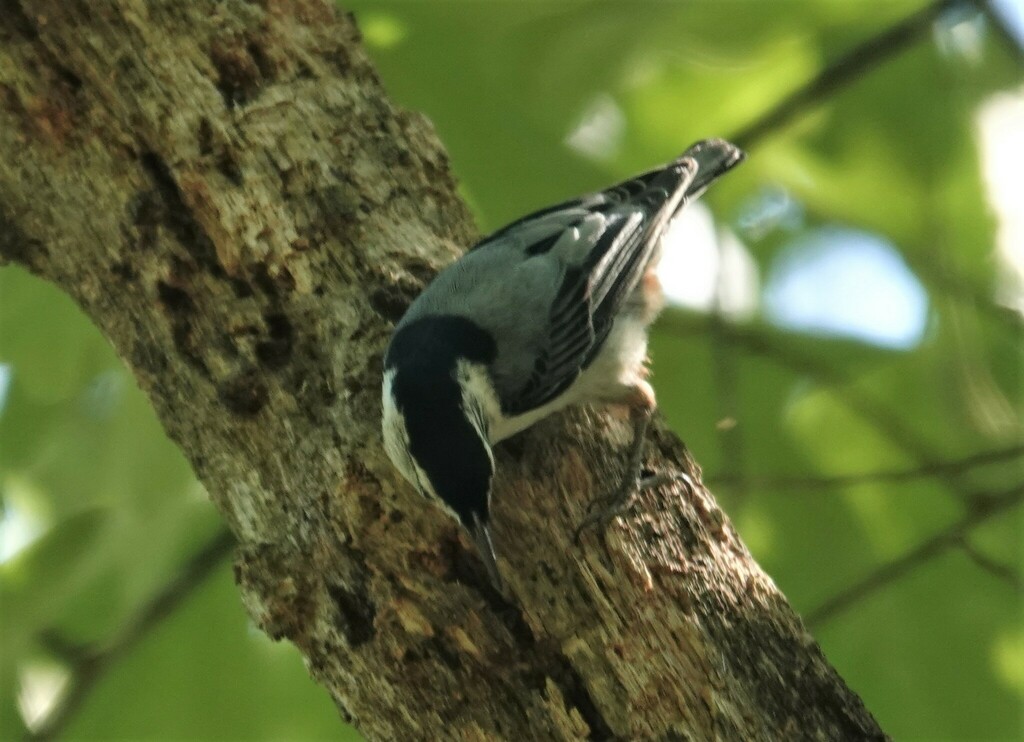 White-breasted Nuthatch from Middlesex County, VA, USA on May 14, 2023 ...