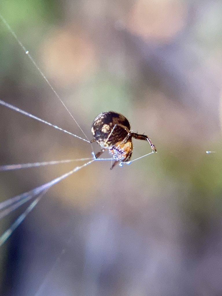 Common Eastern Ray Spider from Potter Hill Rd, Westerly, RI, US on June ...