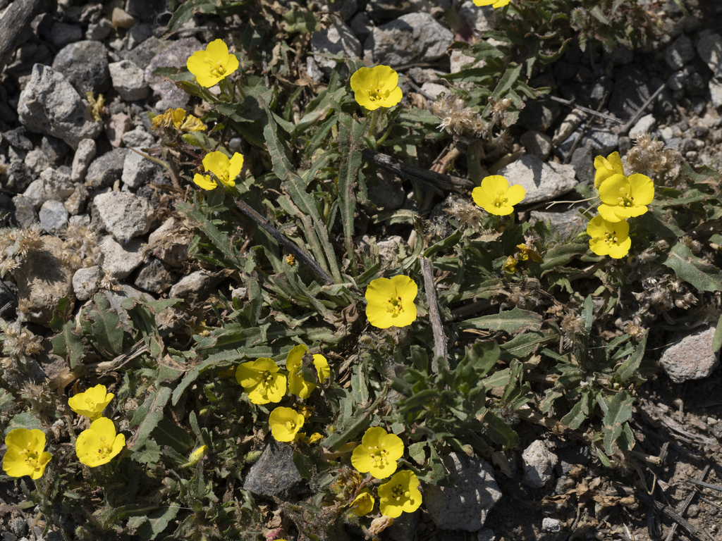 California sun cup from Rancho Bernardo, San Diego, CA, USA on May 14 ...