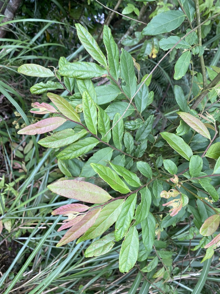 Glochidion acuminatum from 陽明山國家公園, TW on May 15, 2023 at 10:46 AM by ...