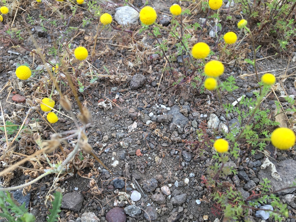 stinknet from Los Angeles County, CA, USA on May 9, 2019 at 08:39 AM by ...