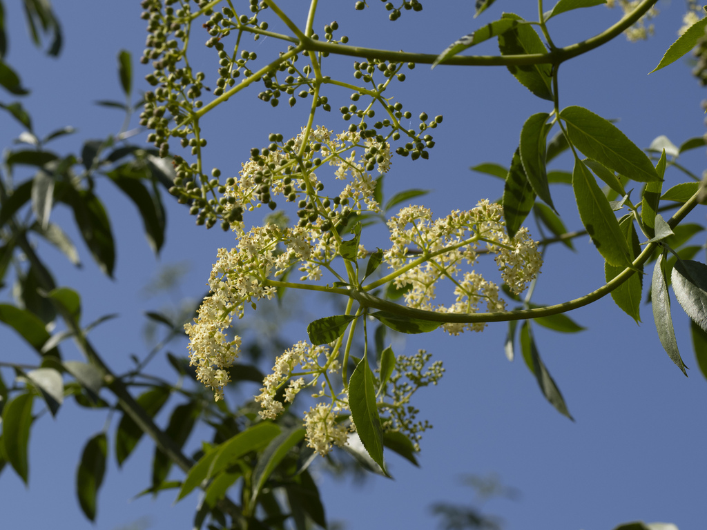 blue elder from Rancho Bernardo, San Diego, CA, USA on May 14, 2023 at ...