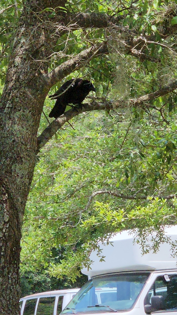 Crows and Ravens from Isle of Palms, Jacksonville, FL, USA on May 15 ...