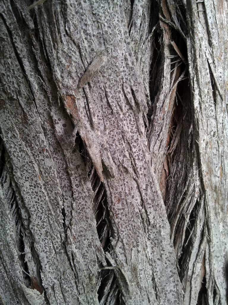 Arthonia sp. (Lichen of the Chagos Archipelago) · iNaturalist