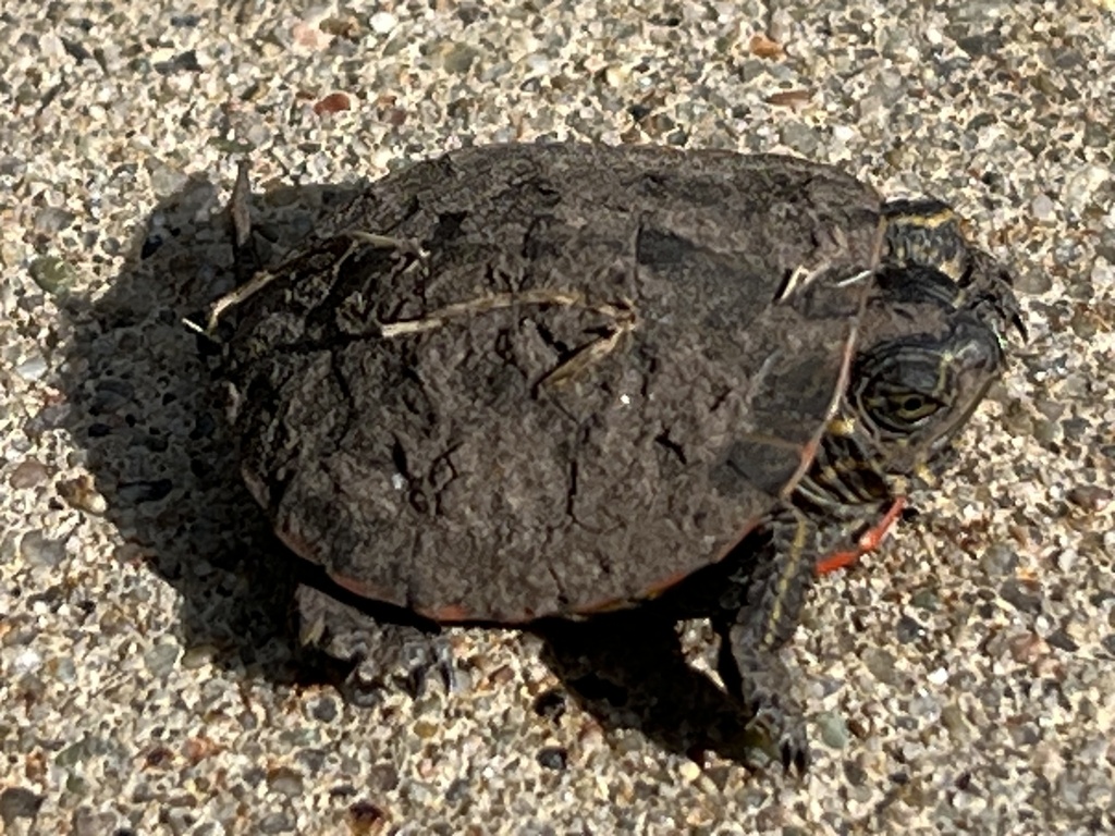 Painted Turtle from N 143rd Plaza, Omaha, NE, US on May 4, 2023 at 09: ...