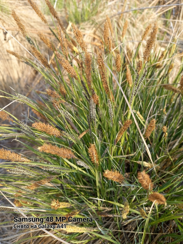 Hassock-grass from Сысерть on May 14, 2023 at 08:39 AM by Yelena ...