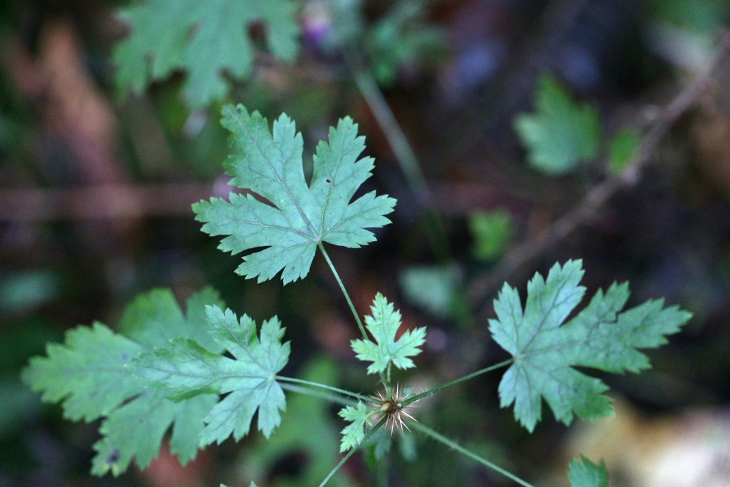 Gooseberry Family (Grossulariaceae) - Botanical Realm