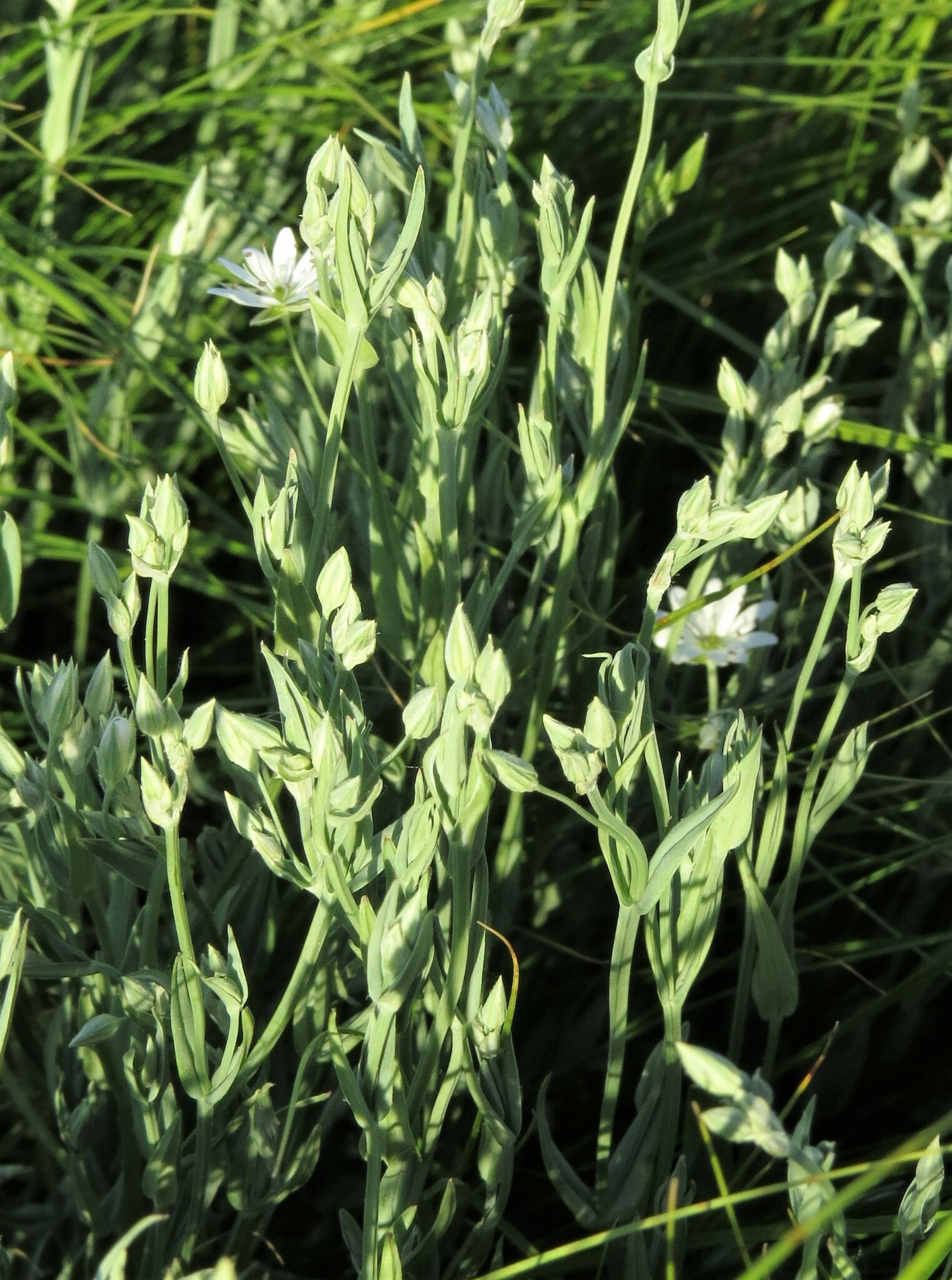 Stellaria palustris (Murray ex Ehrh.) Hoffm.