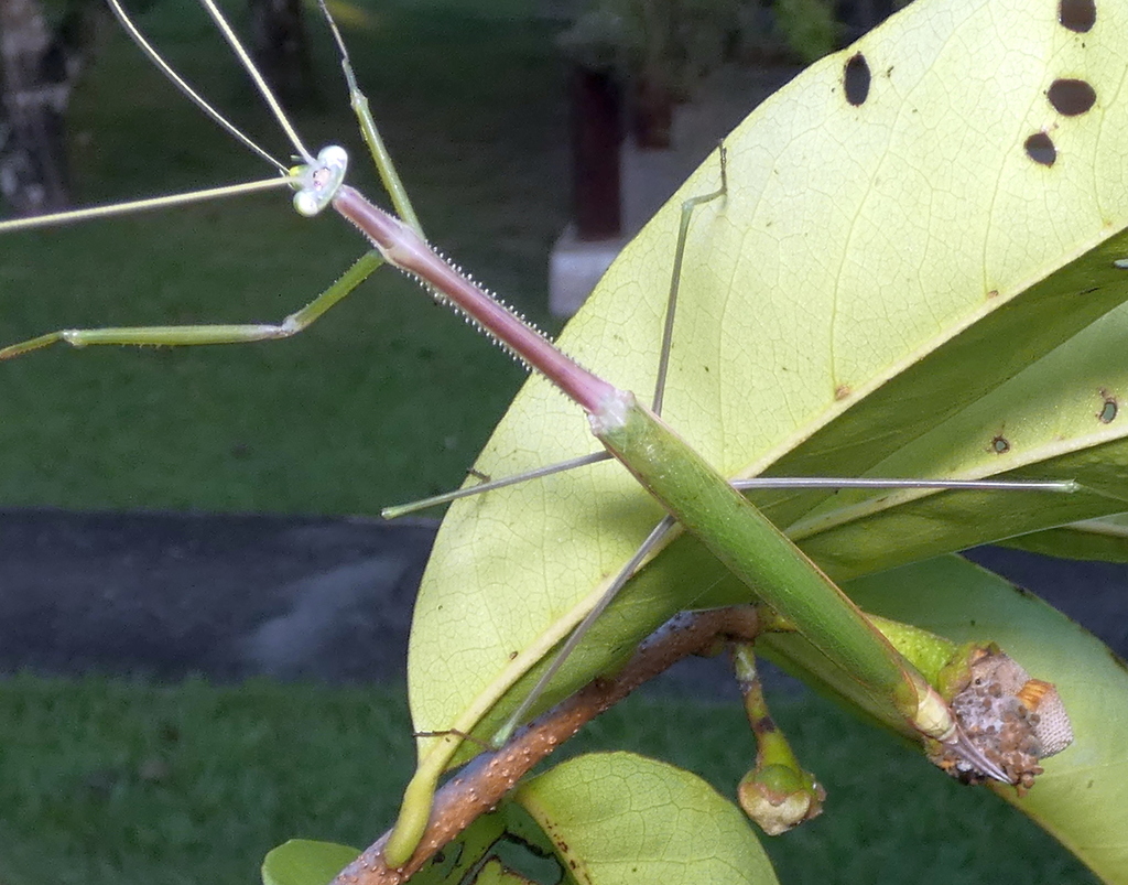 Brunner's Stick Mantises from Zona rural de Paudalho - Pernambuco on ...