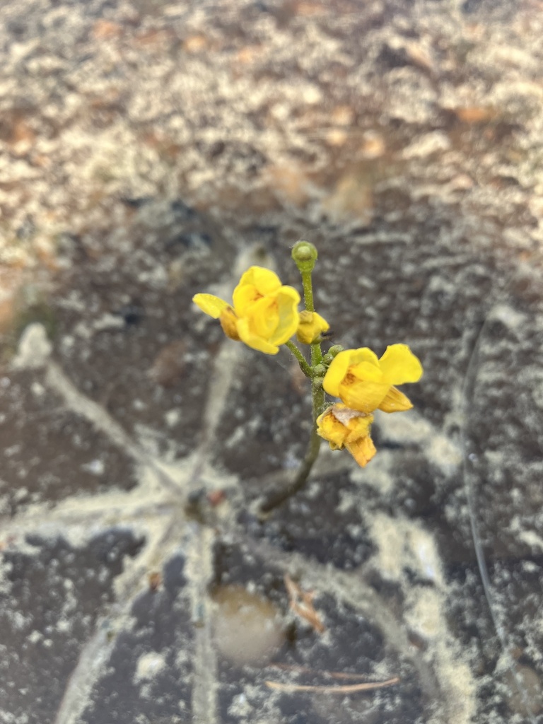 swollen bladderwort from Lake Nummy, Woodbine, NJ, US on May 15, 2023 ...