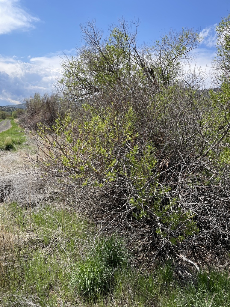 Willows from Malheur National Wildlife Refuge, Princeton, OR, US on May ...