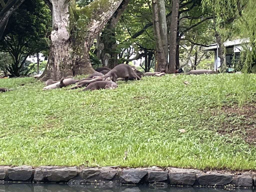 Asian Small-clawed × Smooth-coated Otter from Bishan-Ang Mo Kio Park ...