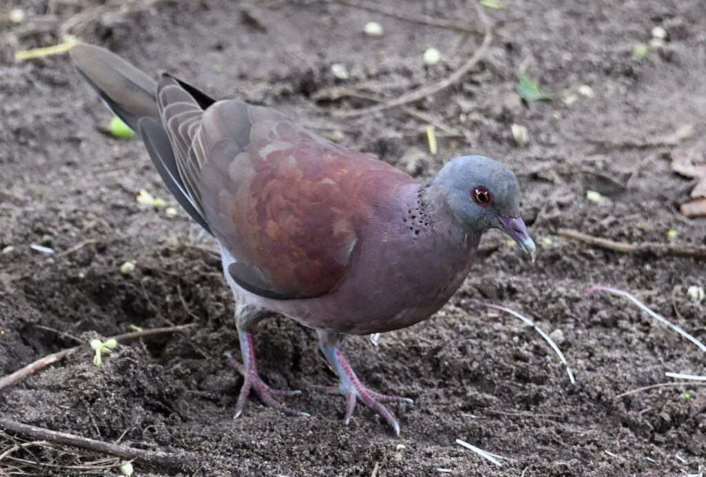 Malagasy Turtle-Dove from Takamaka, Seychelles on April 20, 2023 at 03: ...