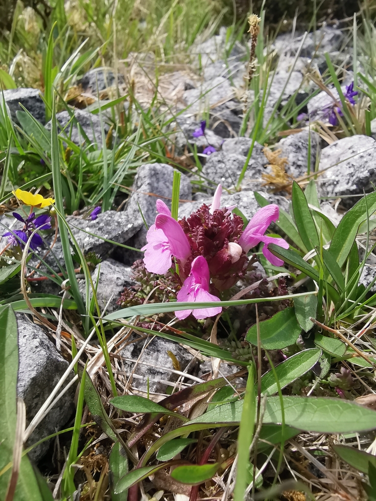 Common Lousewort from Isle of South Uist HS8 5NS, UK on May 15, 2023 at ...