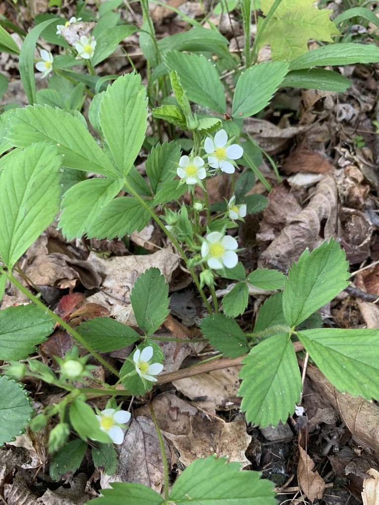 Virginia strawberry from Huckleberry Swamp, North Rose, NY, US on May ...
