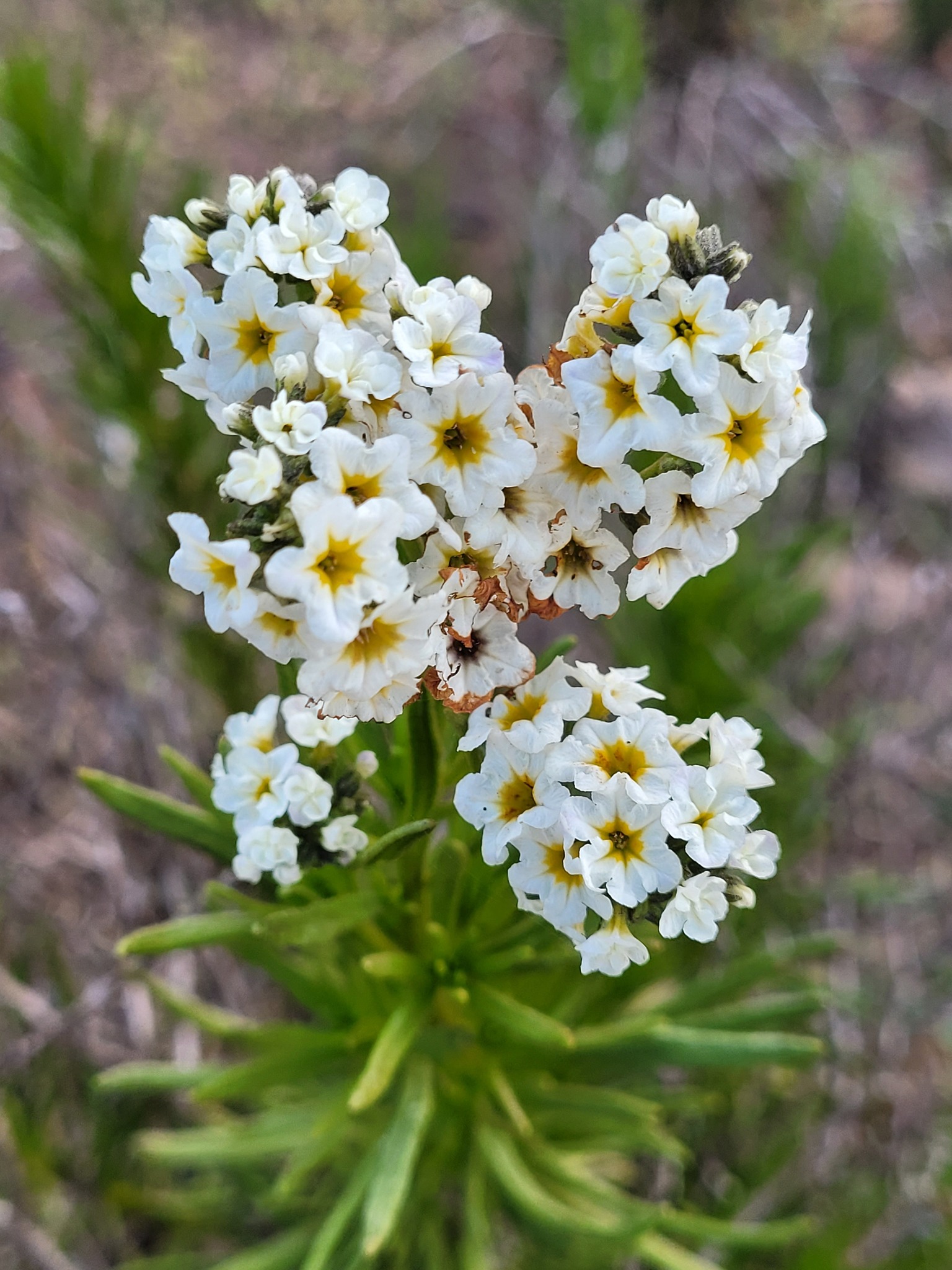 Heliotropium stenophyllum Hook. & Arn.