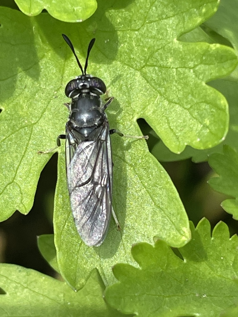 Black Soldier Fly from The Steam Academy @ Burke, Pico Rivera, CA, US ...