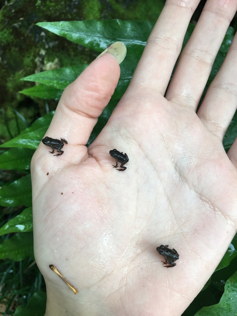 Southern Toad from Epcot, Bay Lake, FL, US on May 29, 2018 at 05:06 PM ...