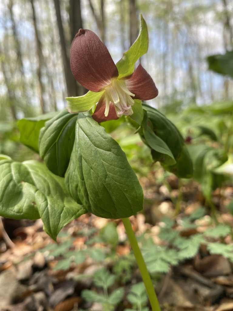 Erectum-group Trilliums from Darree Fields, Dublin, OH, US on April 22 ...