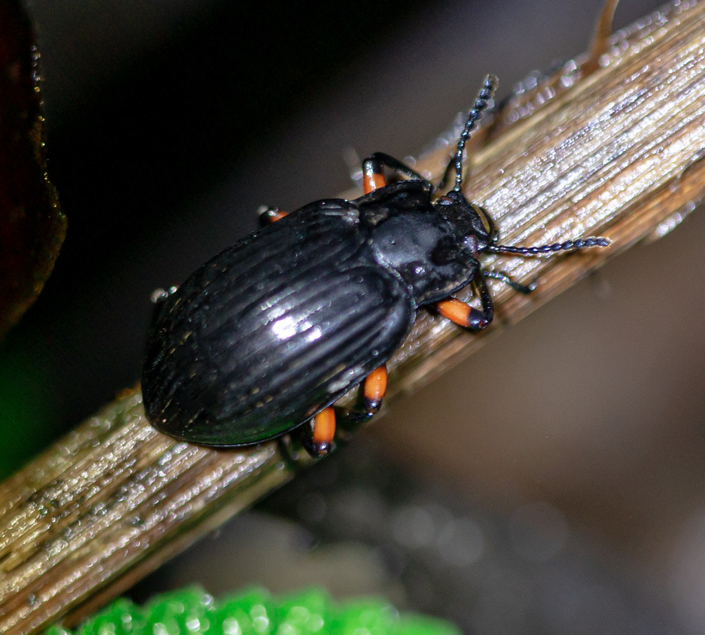 Tearchus from 中国云南省西双版纳傣族自治州勐腊县 on May 15, 2023 at 11:09 PM by 周瑜 · ...