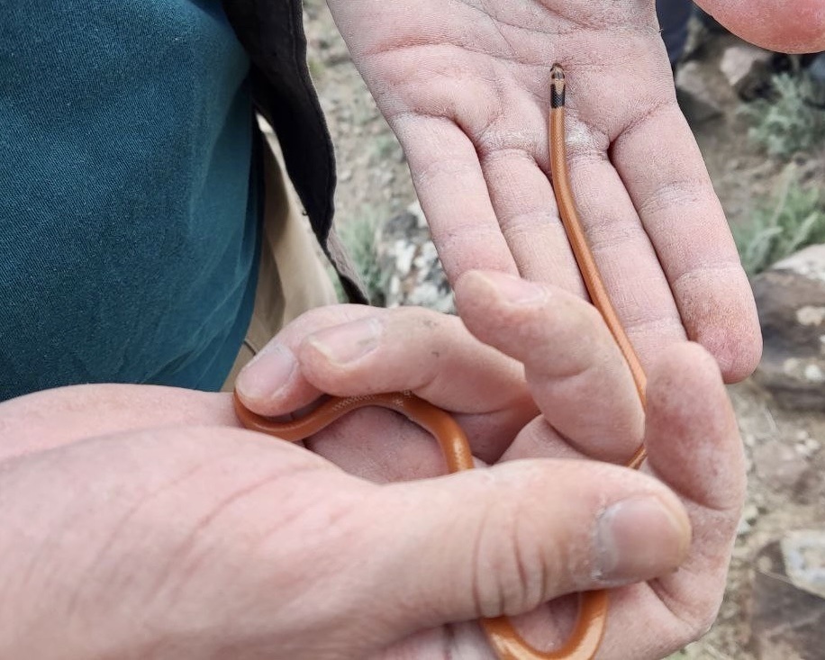 Palestine Kukri Snake from Урцадзор, Армения, AM on May 15, 2023 at 07: ...