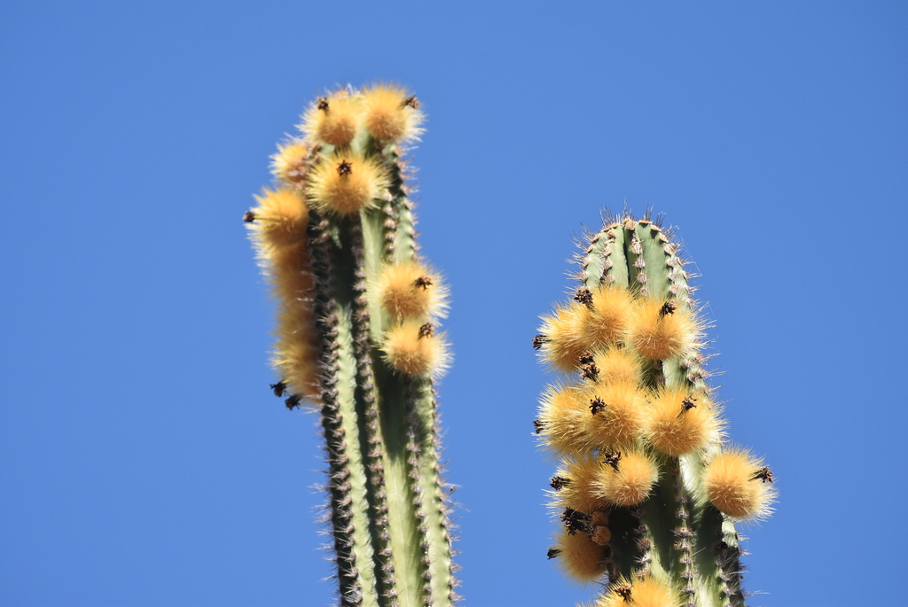 Indian Comb from Monte Escobedo, Zac., México on May 13, 2023 at 10:31 ...