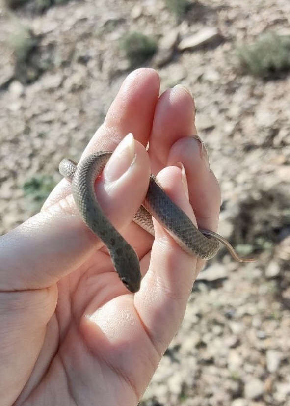 Dotted Dwarf Snake from Армения, AM on May 14, 2023 at 02:42 PM by ...