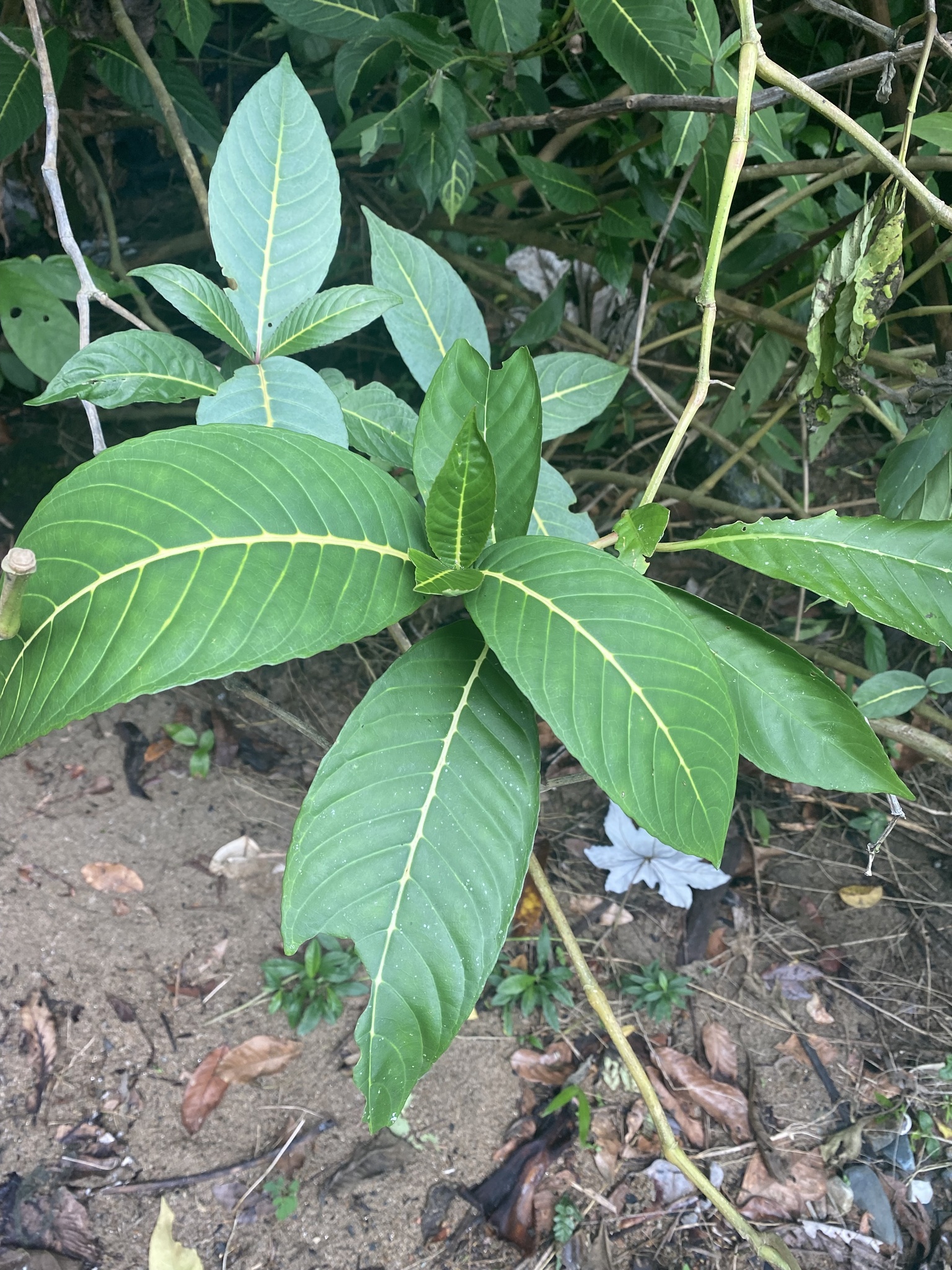 Sanchezia parvibracteata Sprague & Hutch.