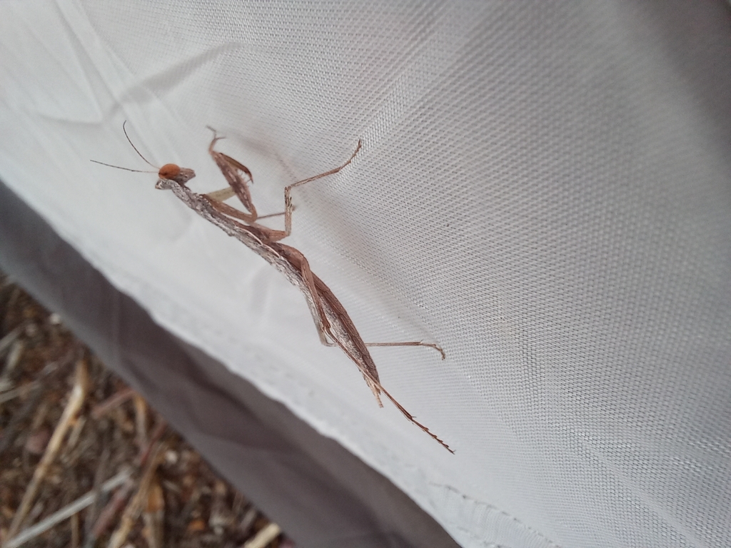 Litaneutriini from Isla Clarión on June 29, 2022 at 08:51 PM by Norma ...