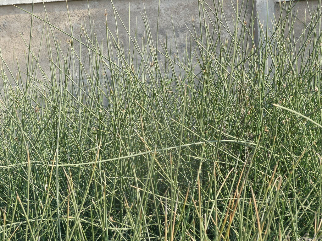 American three-square bulrush from Antofagasta, Chile on 13 May, 2023 ...