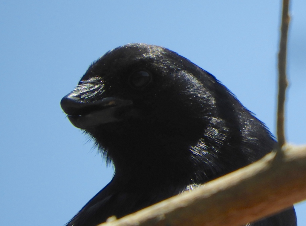 Sinaloa Crow from Mazatlán, Sin., México on May 15, 2023 at 11:13 AM by Francisco Farriols ...
