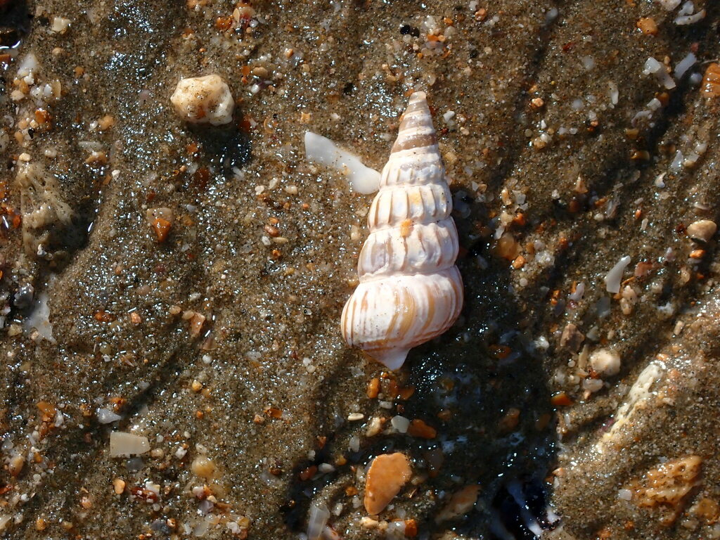 Cerithideopsis australiensis from Urangan QLD 4655, Australia on May 6 ...