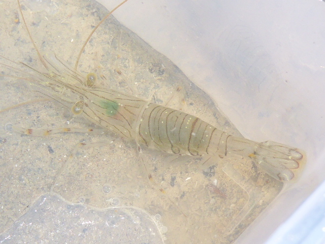 Common Prawn from East Sussex, UK on May 13, 2023 at 02:05 PM by oscar ...