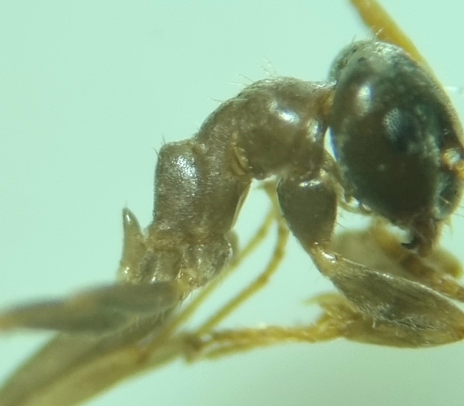 Lasius alienus (Foerster, 1850)