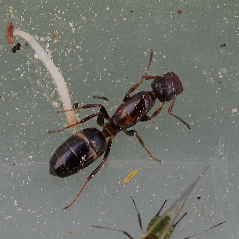 Colobopsis truncata from 64367 Mühltal, Deutschland on May 13, 2023 at ...