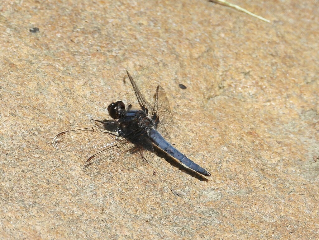 Blue Corporal from Washington County, MD, USA on May 15, 2023 at 11:58 ...