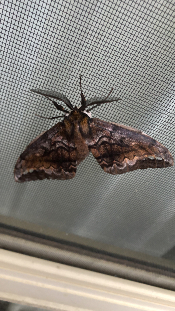 Batwing Moth from Hillgrove on May 16, 2023 at 06:55 AM by meganms100 ...
