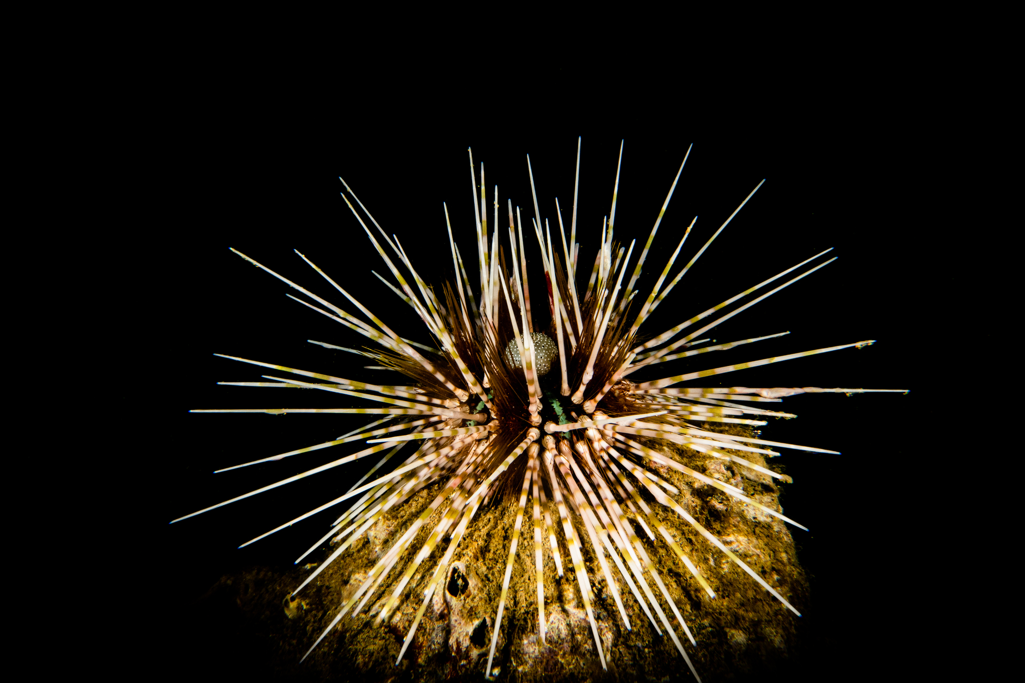 Echinothrix calamaris (Pallas, 1774)