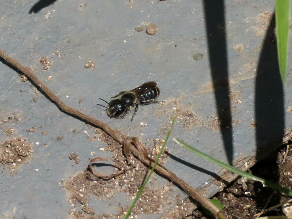 Blue Mason Bee in May 2023 by Hilary J Phillips · iNaturalist
